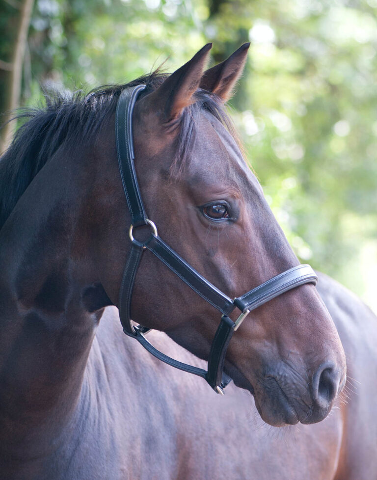Teigne Cheval - Imaveral